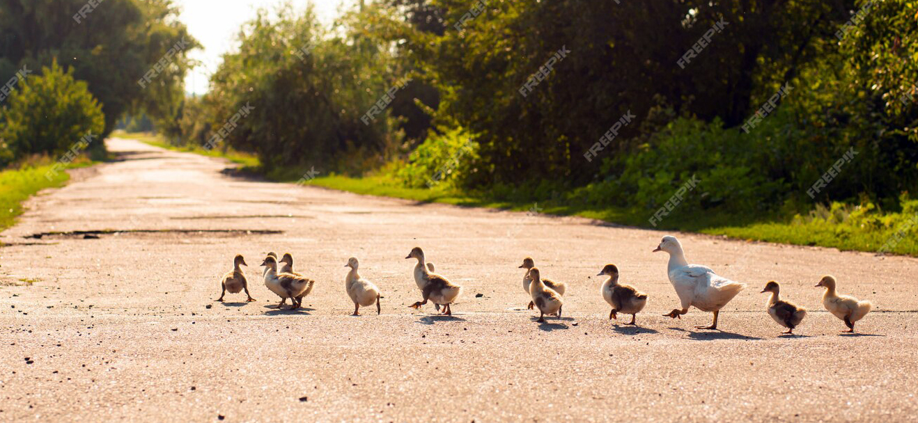 GETTING OUR DUCKS IN A ROW | Wallingford Swarthmore Community Classes